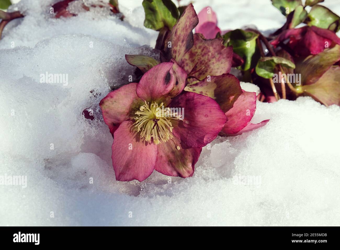 Hellebore In Snow