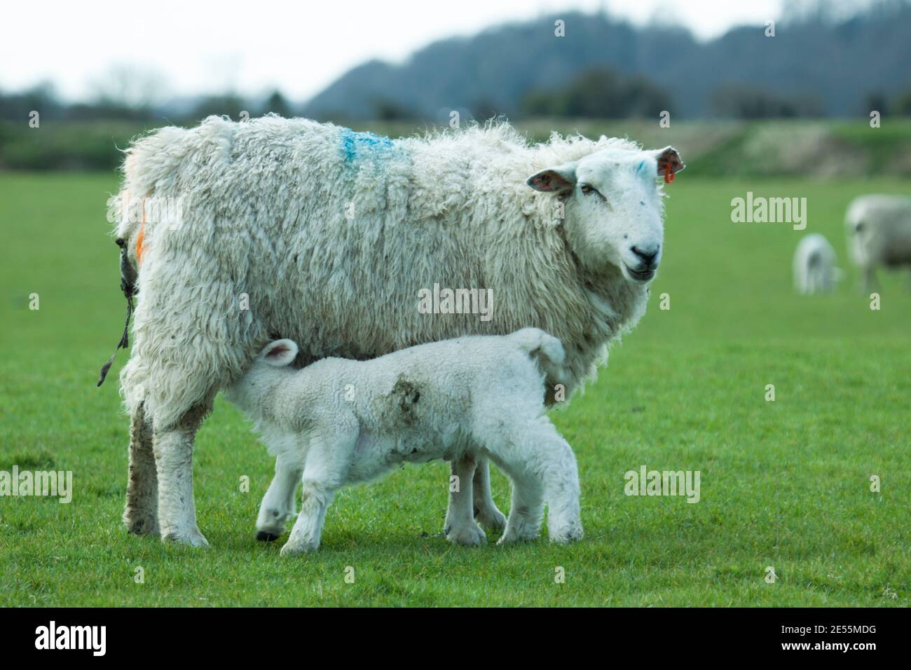 Ewe and Lamb Domestic Sheep (Romney) (Ovis aries) Lamb feeding from Ewe ...