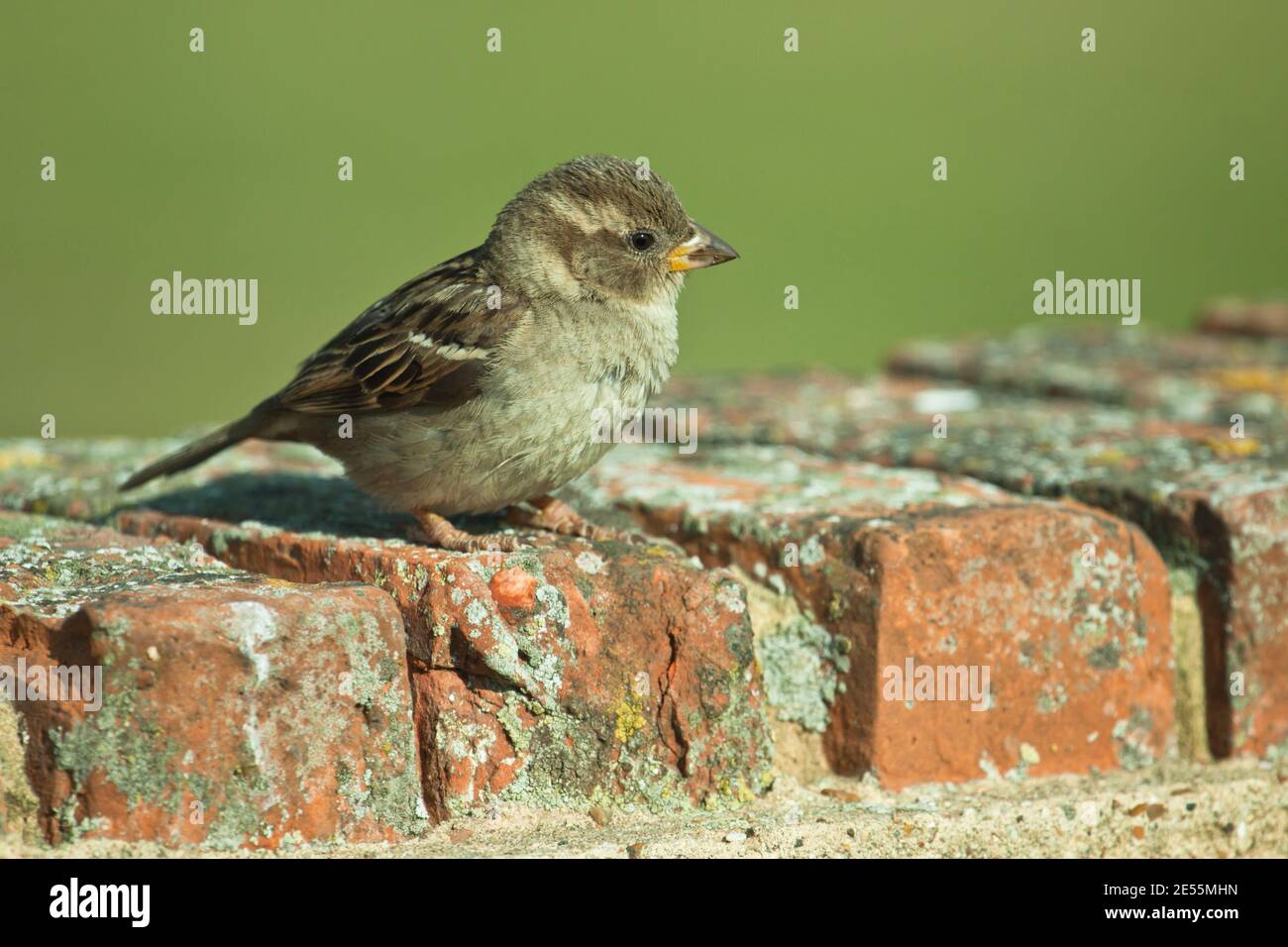 Juvenile house sparrow hi-res stock photography and images - Alamy