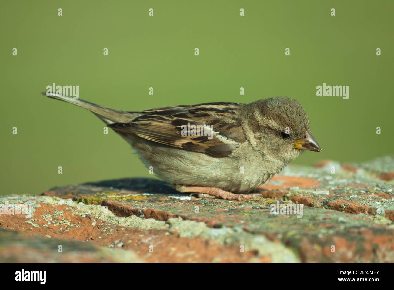 Juvenile house sparrow hi-res stock photography and images - Alamy