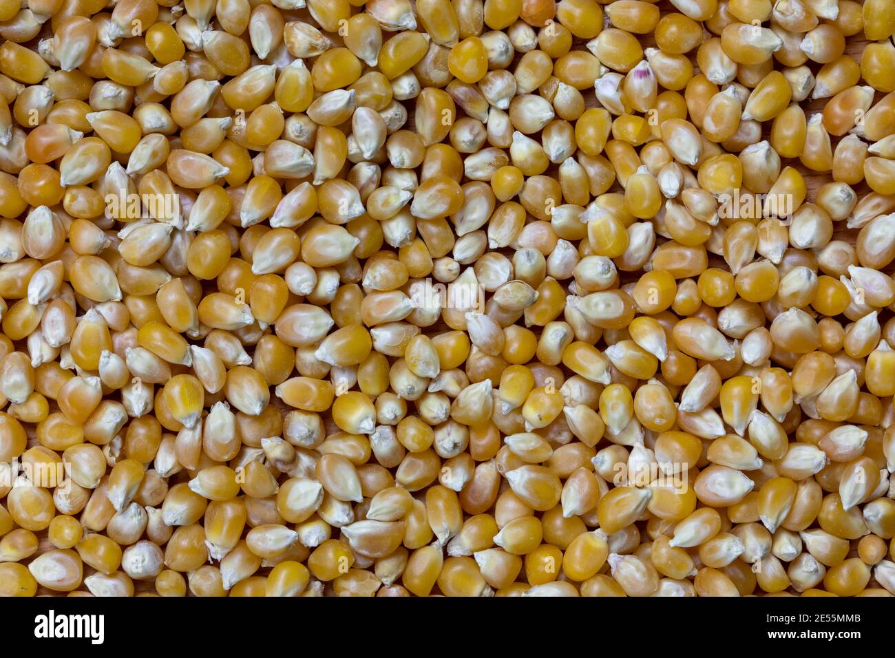 Popcorn grain texture and background Stock Photo - Alamy