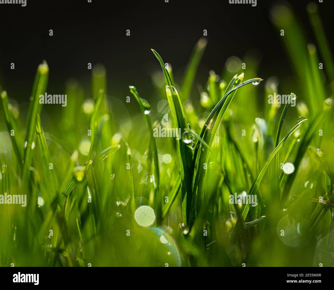 Dew on lawn hi-res stock photography and images - Alamy