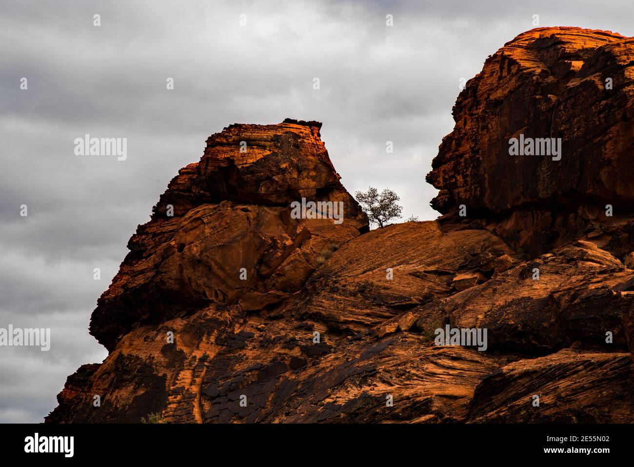 A lone tree silhouetted between red rock cliffs. Trees and desert ...