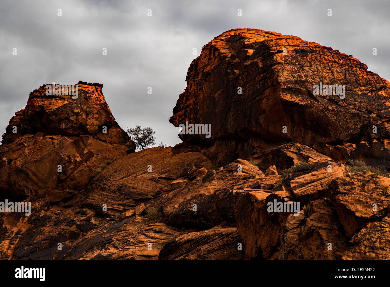 A lone tree silhouetted between red rock cliffs. Trees and desert ...