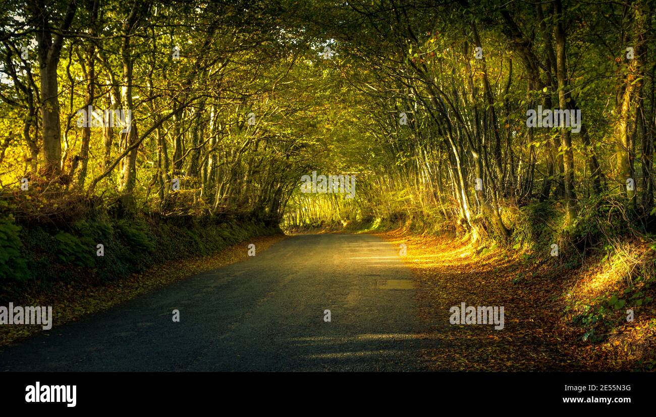 A country lane becomes a tunnel through trees Stock Photo - Alamy