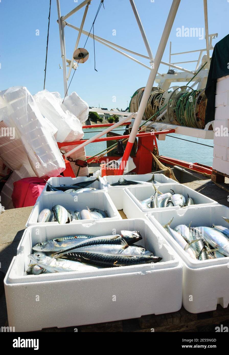 Fresh catch of mackerel fish in styrofoam container on fishing boat ...