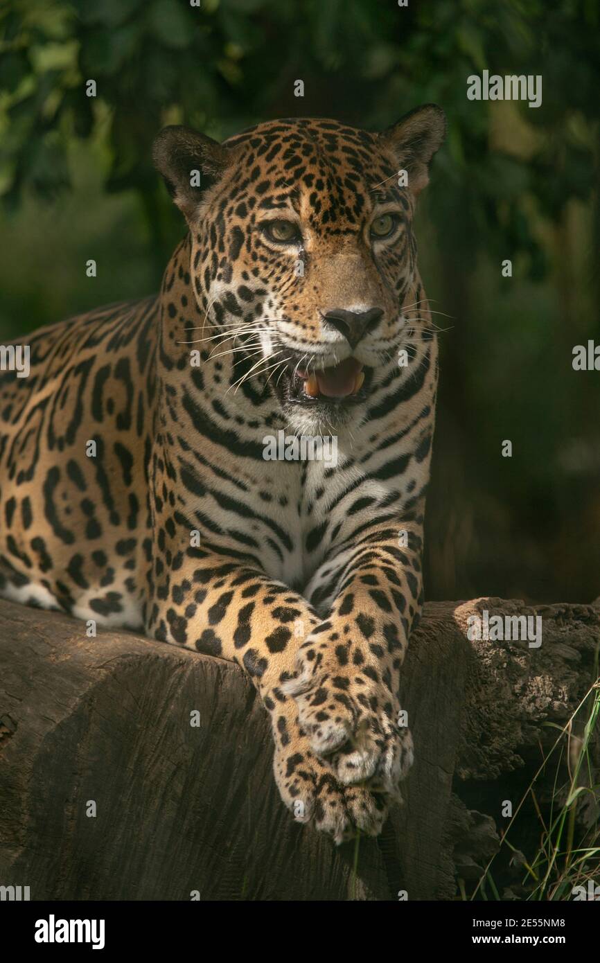 Leopard in a game reserve in Costa Rica Stock Photo - Alamy