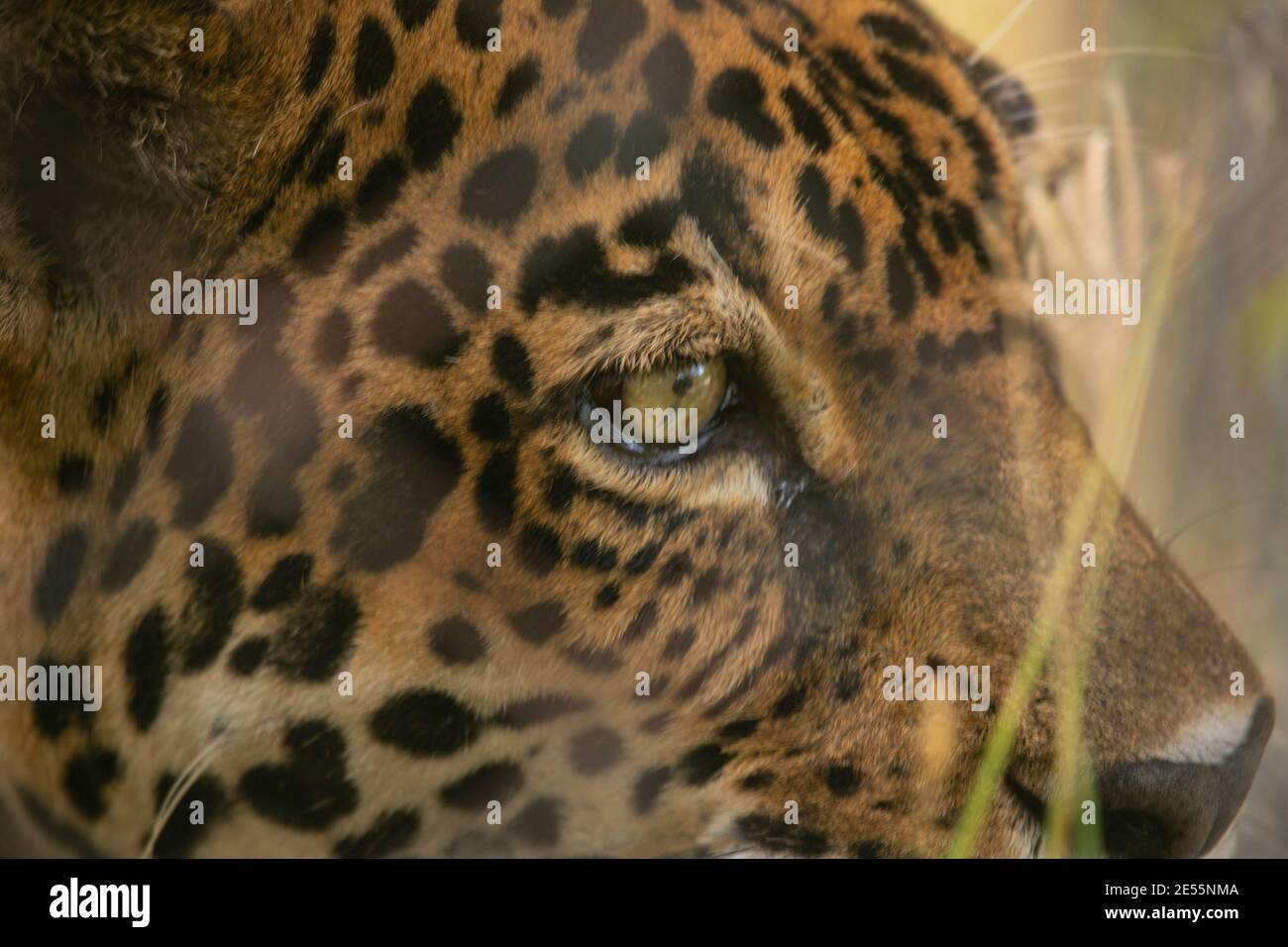 Costa rica landscape with animals hi-res stock photography and images ...