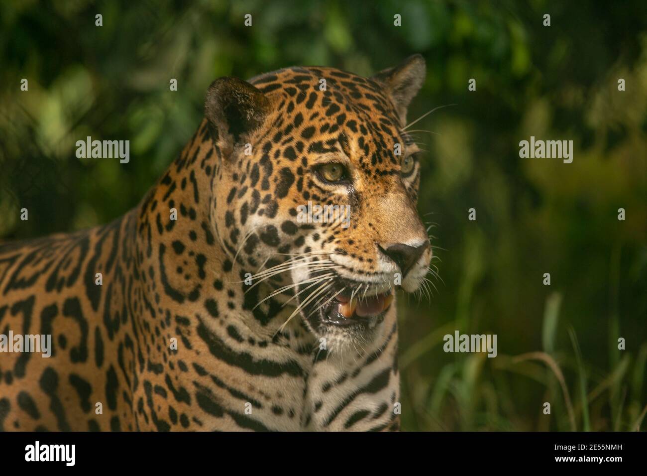 Leopard in a game reserve in Costa Rica Stock Photo - Alamy