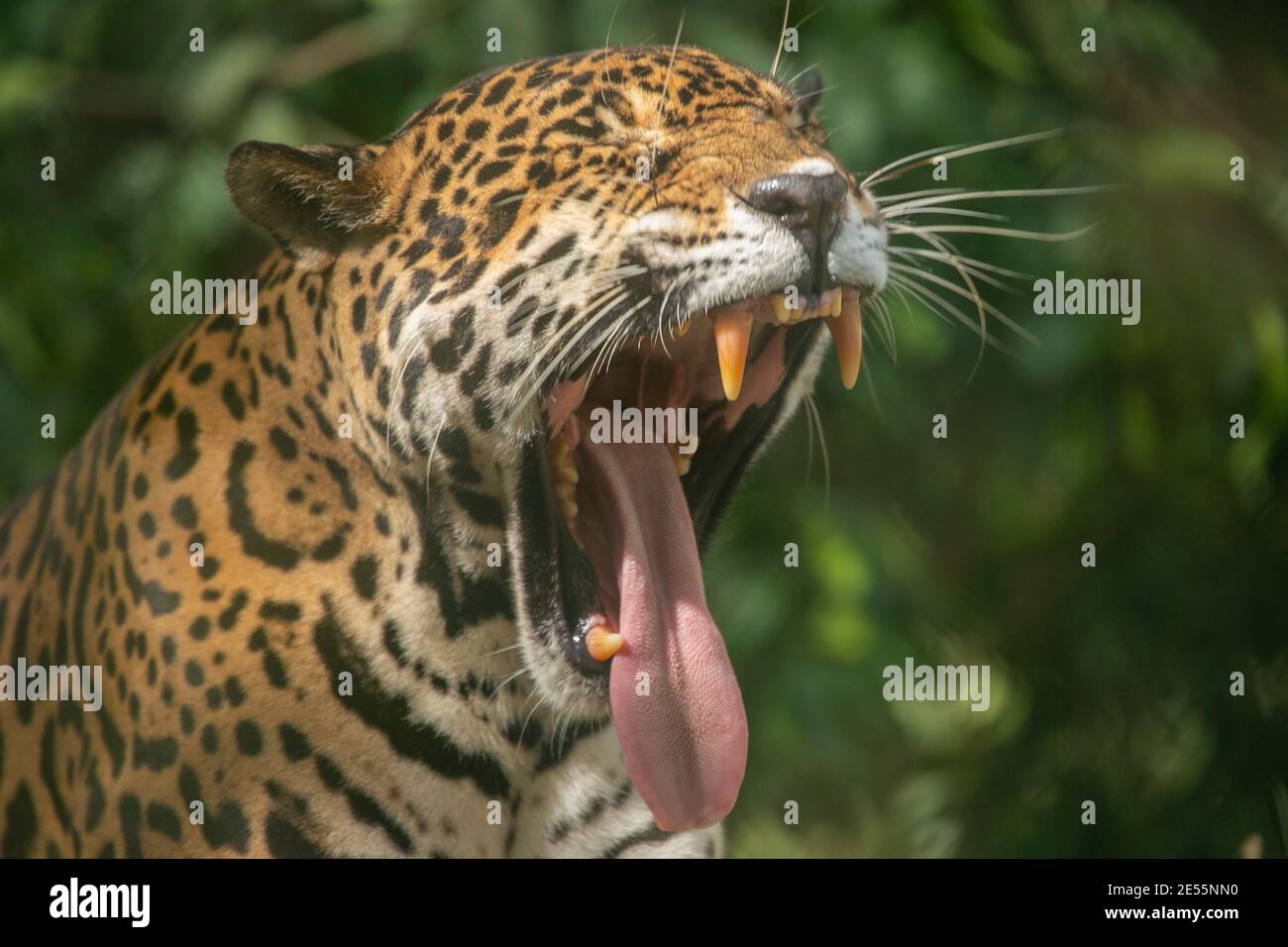 Leopard in a game reserve in Costa Rica Stock Photo - Alamy