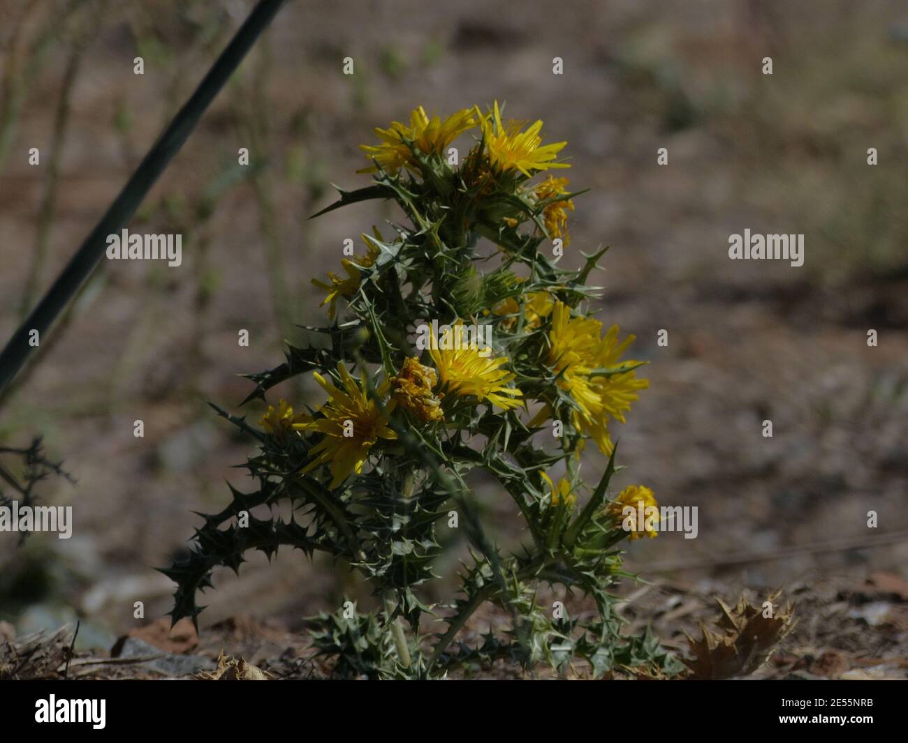 Aljustrel hi-res stock photography and images - Alamy