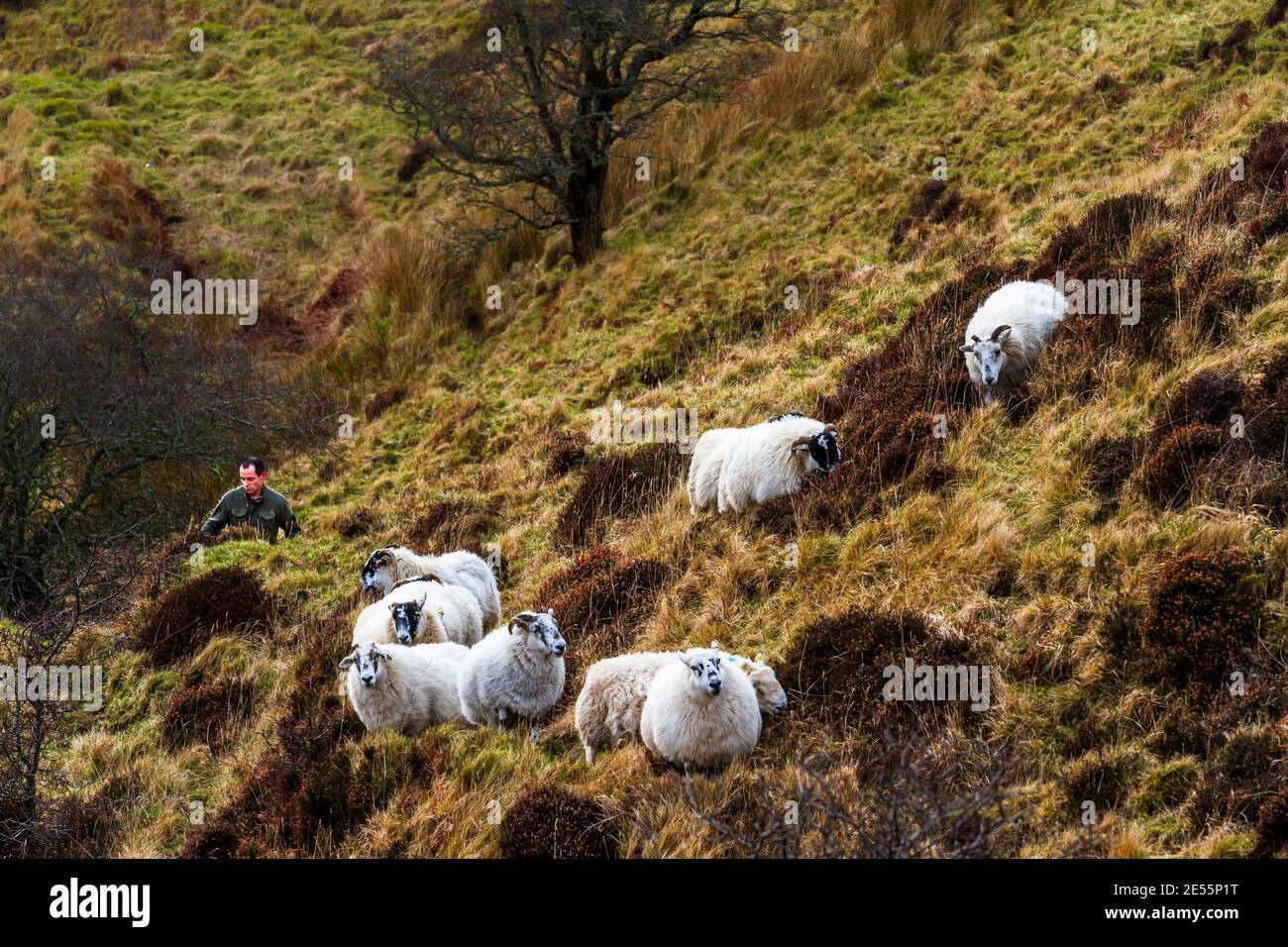 Shepherd uk farming hi-res stock photography and images - Alamy