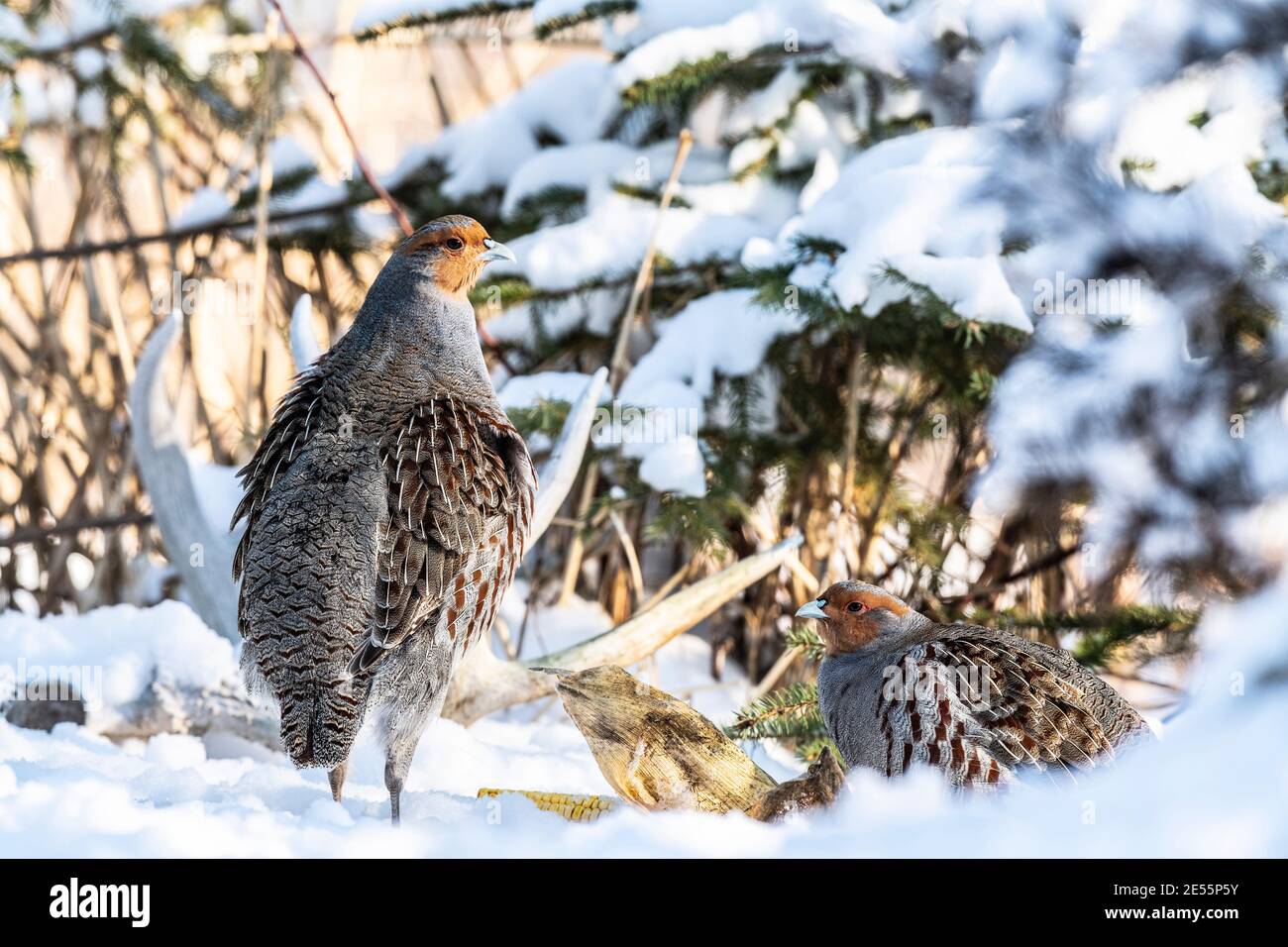 Hungarian Partridge in the winter in North Dakota Stock Photo - Alamy