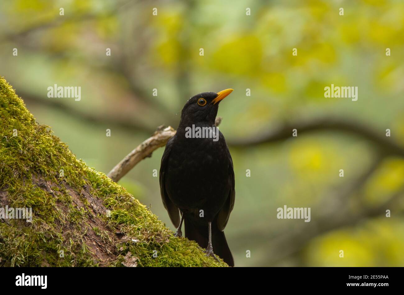 Oiseau merle hi-res stock photography and images - Alamy