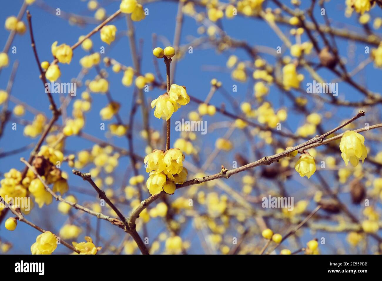 Sweet smelling flowers of Japanese wintersweet (Chimonanthus) tree ...