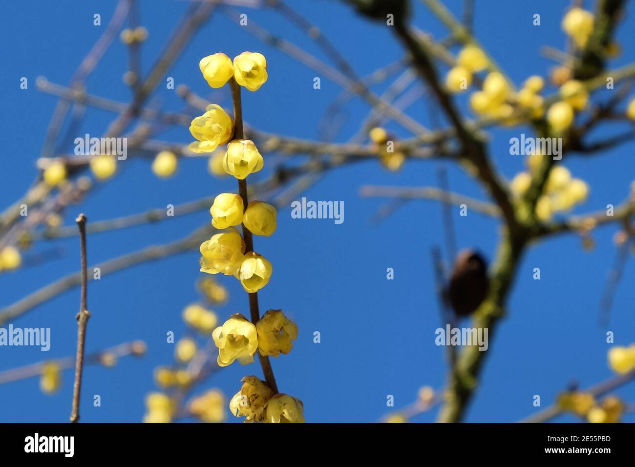 Japanese allspice flowers hi-res stock photography and images - Alamy