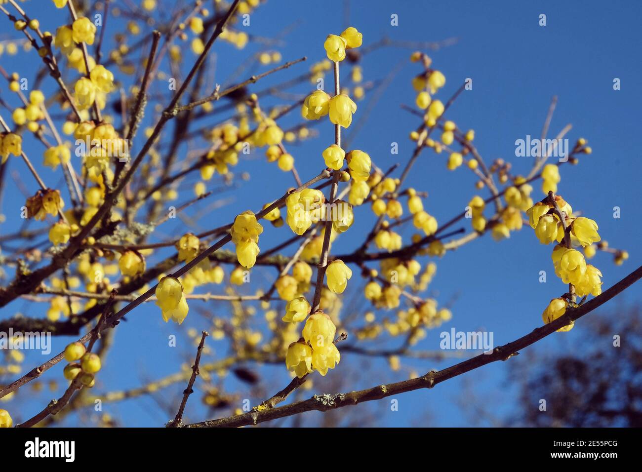 Sweet smelling flowers of Japanese wintersweet (Chimonanthus) tree ...