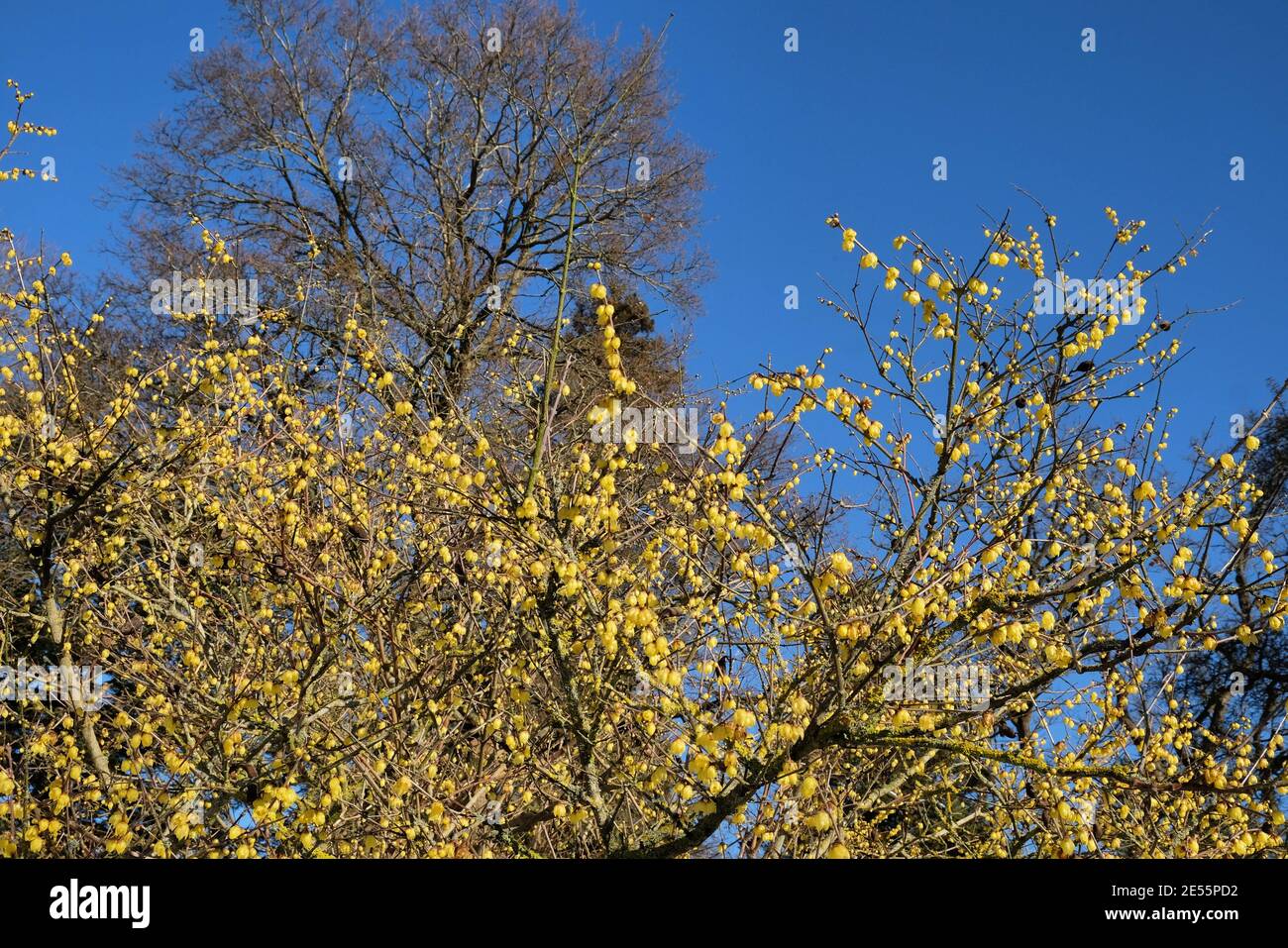 Sweet smelling flowers of Japanese wintersweet (Chimonanthus) tree ...