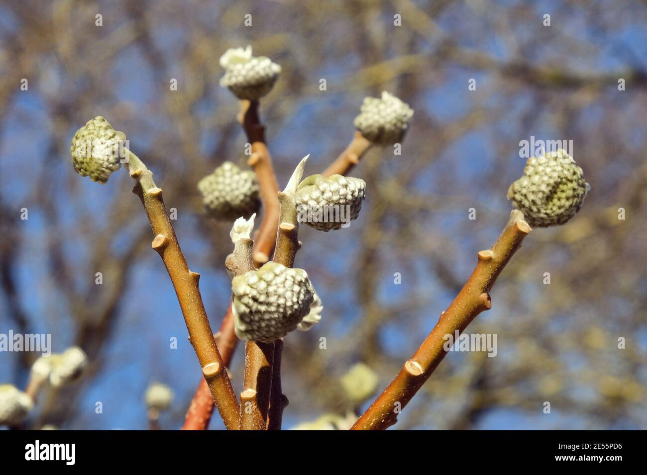 Flower buds of the edgeworthia chrysantha, paper bush Stock Photo - Alamy