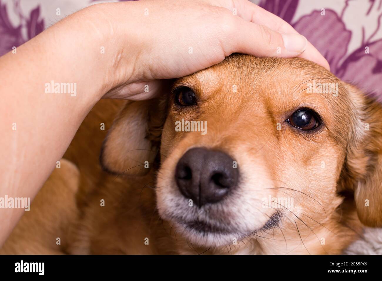Stroking the nose hi-res stock photography and images - Alamy