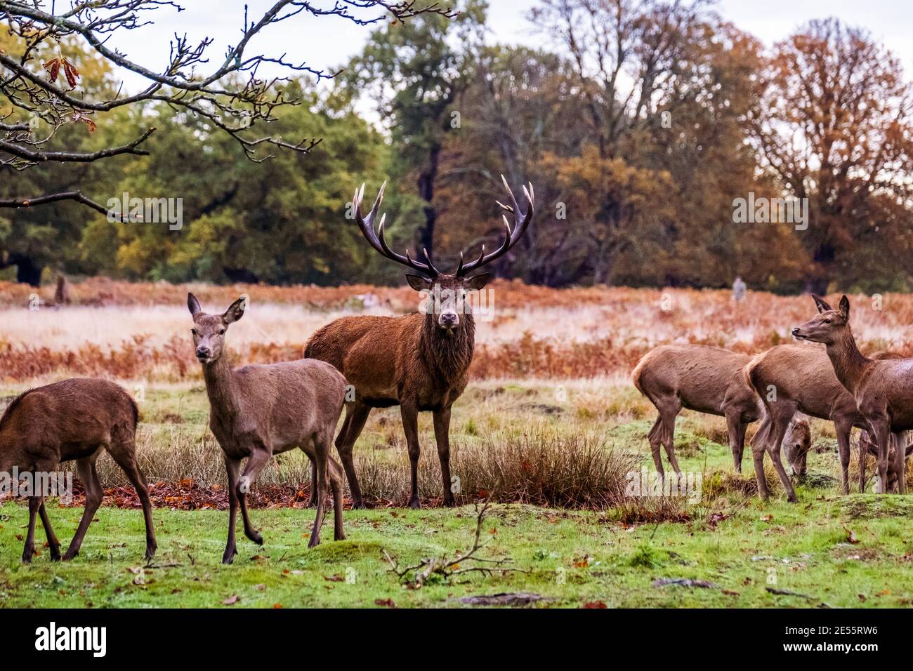 Alpha male hi-res stock photography and images - Alamy
