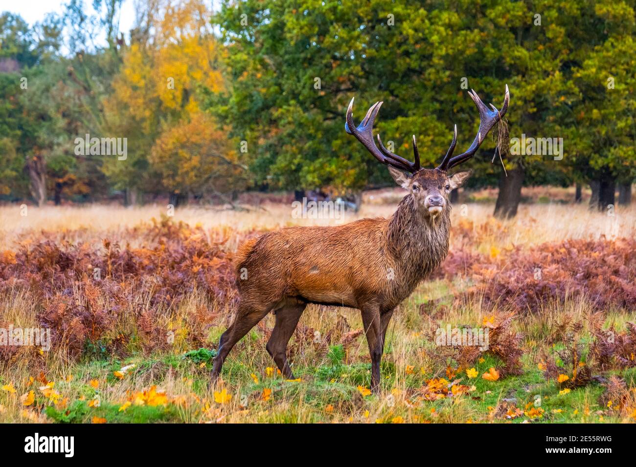 Alpha male hi-res stock photography and images - Alamy
