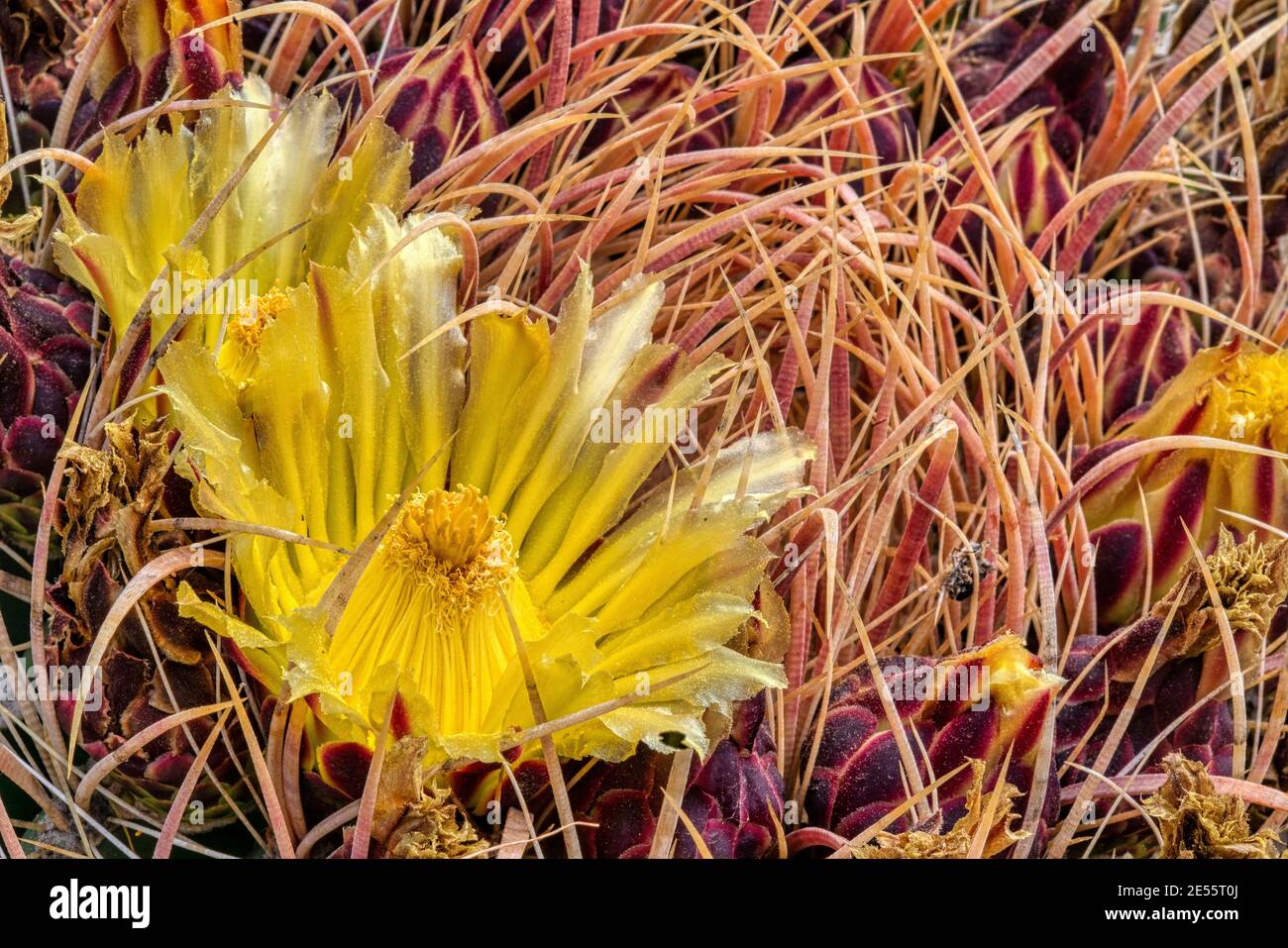 Arizona prickly cactus pink bloom hi-res stock photography and images ...