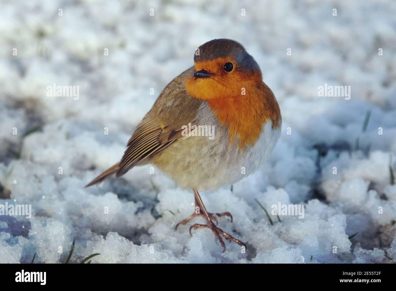 The European robin (Erithacus rubecula) fluffed up to keep warm in the ...