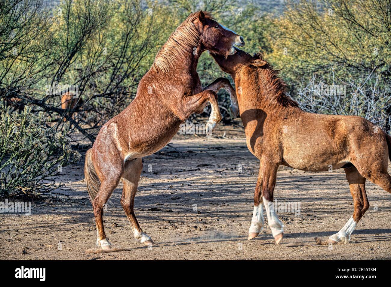 Salt River Wild Horses in Tonto National Forest near Phoenix, Arizona ...