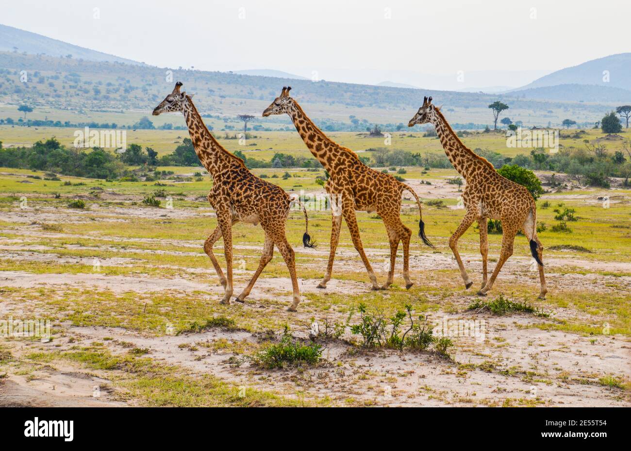 Three giraffes walking together in Maasai Mara Stock Photo - Alamy