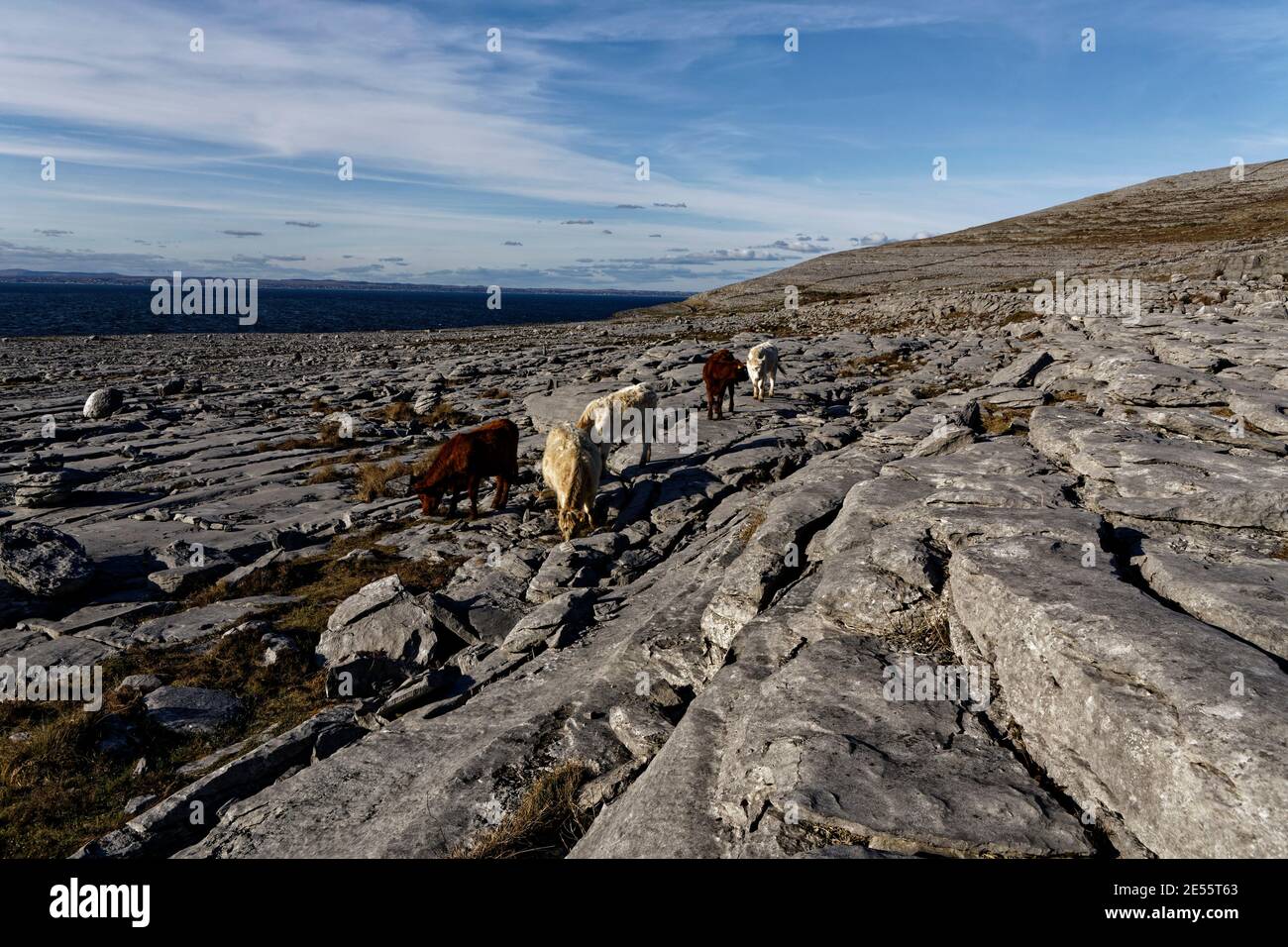 Burren National Park, County Clare, Ireland. 23th April, 2016. The ...
