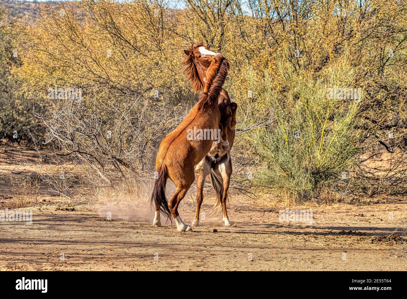 Salt River Wild Horses in Tonto National Forest near Phoenix, Arizona ...