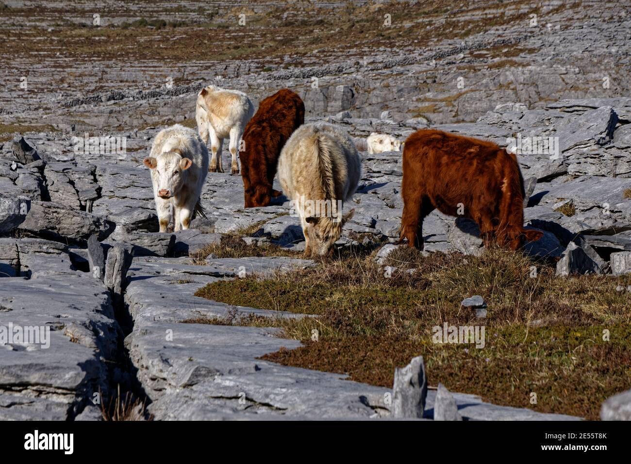 Burren National Park, County Clare, Ireland. 23th April, 2016. The ...
