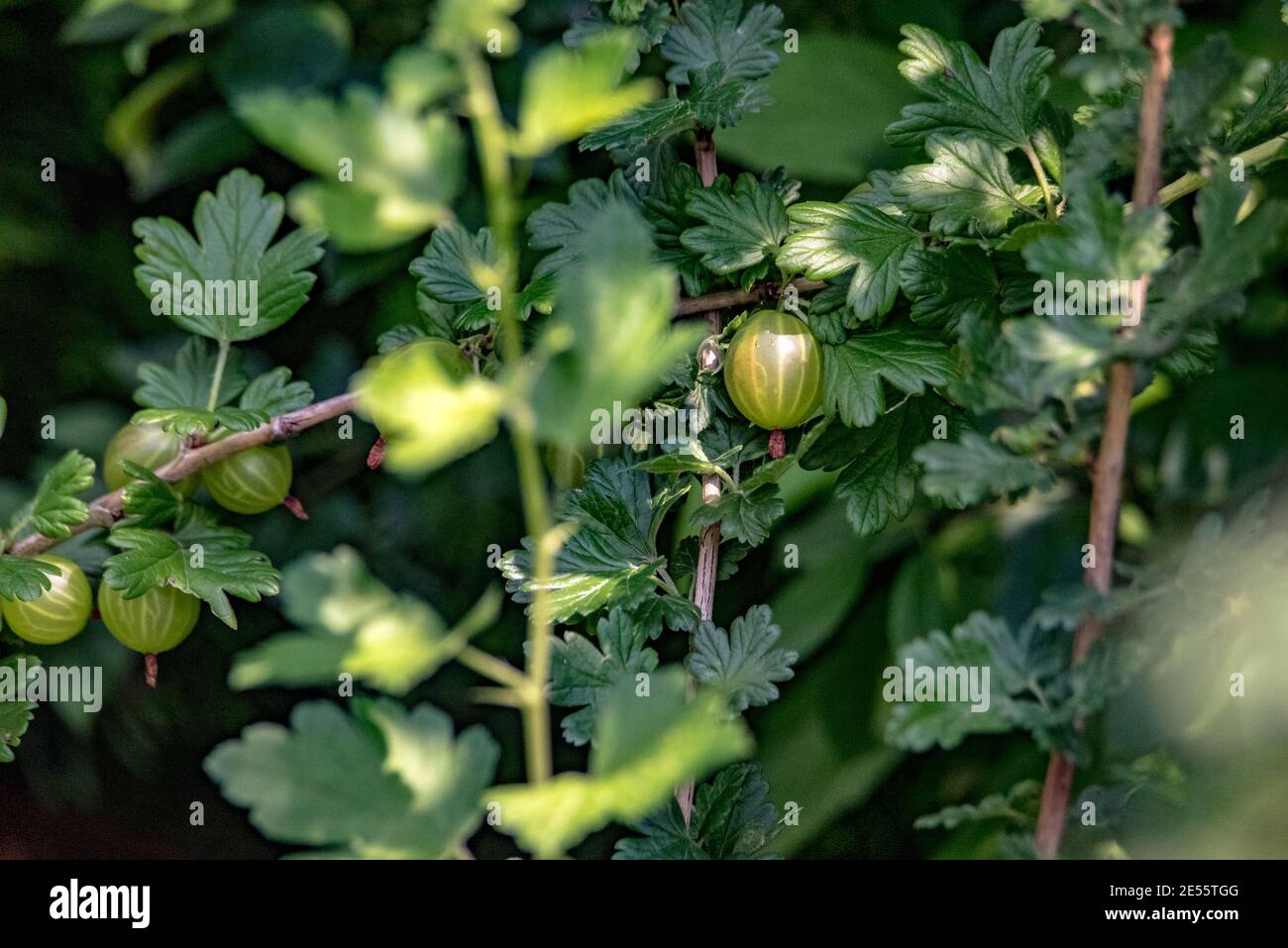 Green gooseberries on bushes hi-res stock photography and images - Alamy