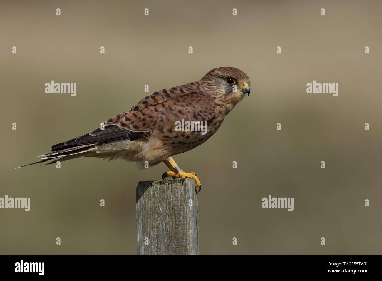 common kestrel (falco tinnunculus Stock Photo - Alamy