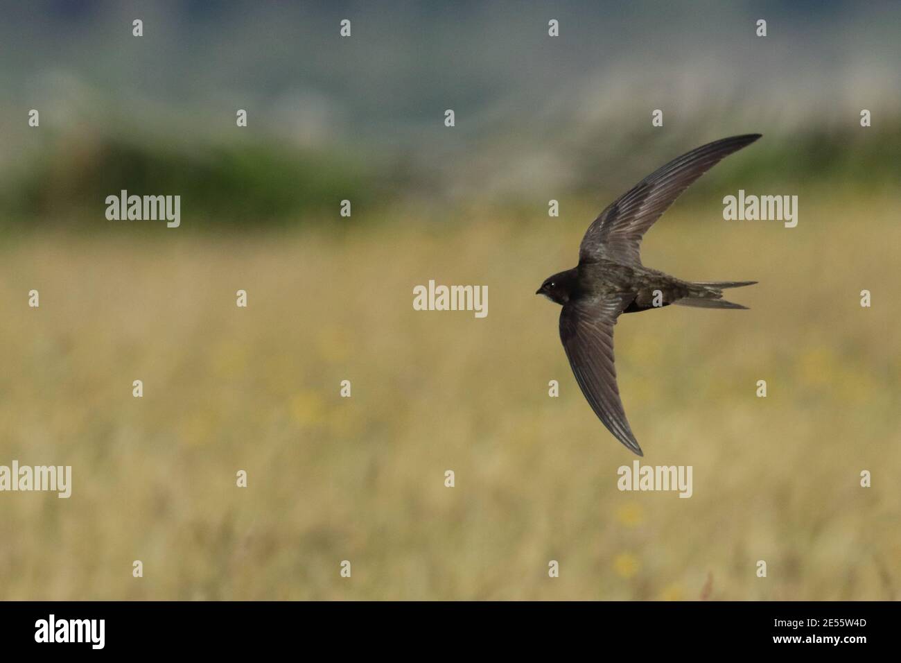 Apodiformes hi-res stock photography and images - Alamy