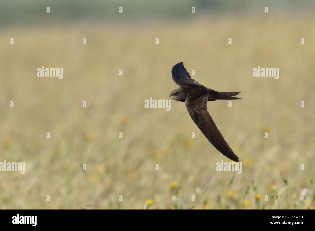 Apodiformes hi-res stock photography and images - Alamy