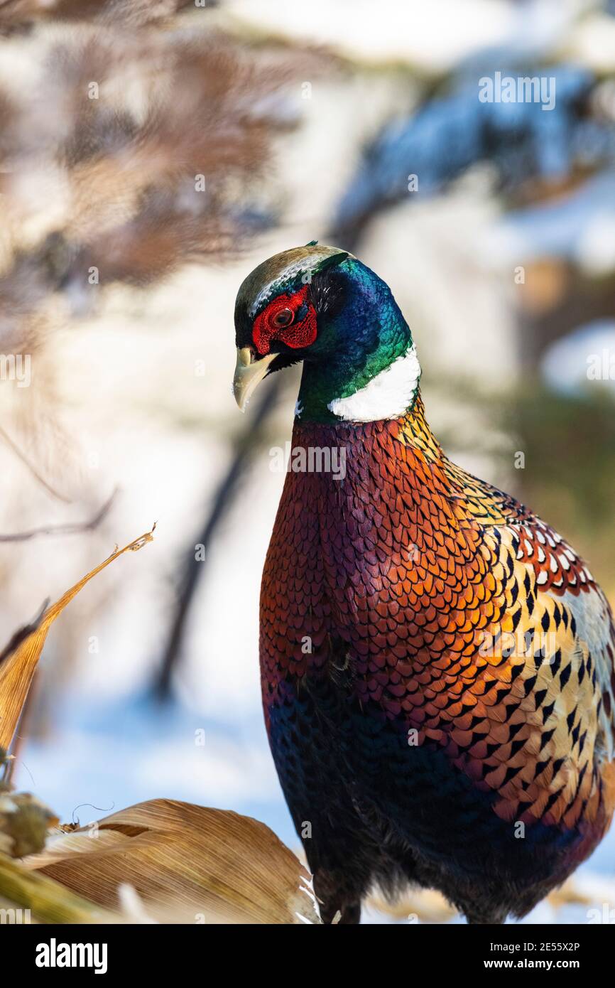 A rooster pheasant a snowy late autumn day in South Dakota Stock Photo ...