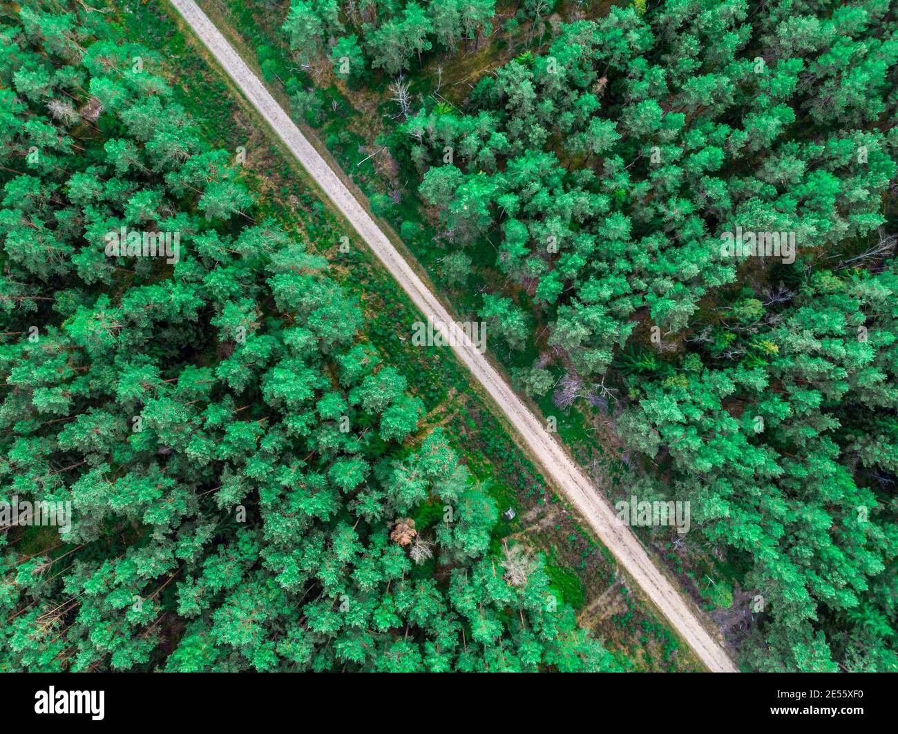 Mixed forest with yellow leaves in autumn from above hi-res stock ...