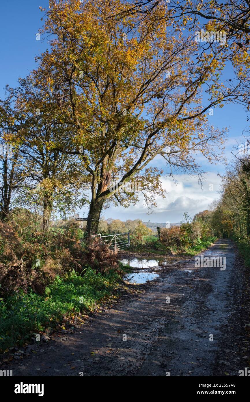 Wet and narrow country road in rural South Wales Stock Photo - Alamy