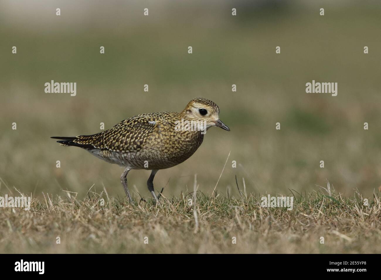 european golden plover (pluvialis apricaria Stock Photo - Alamy