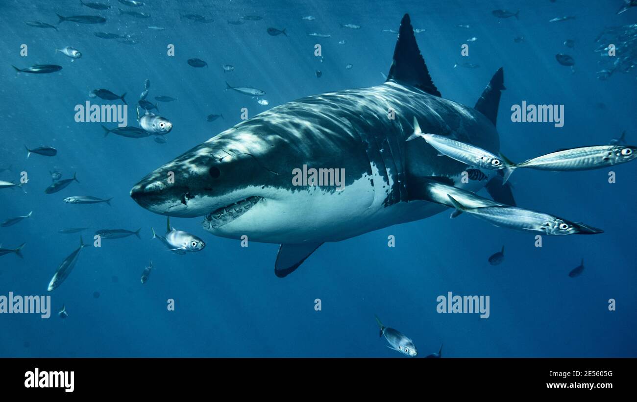 Closeup of a shark swimming alongside other fish in the ocean Stock ...