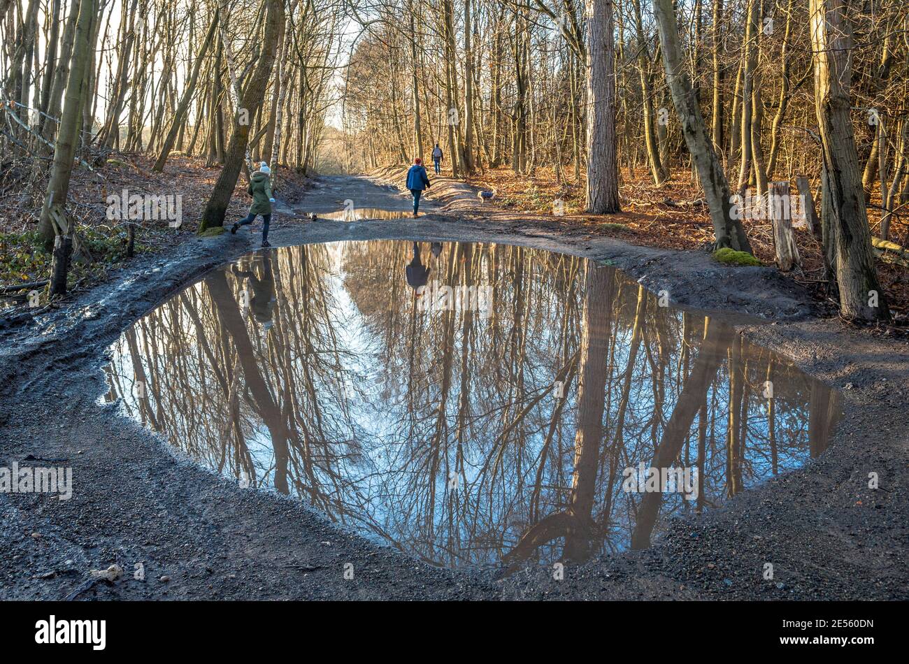 People walking around a large puddle in a woodland Stock Photo - Alamy