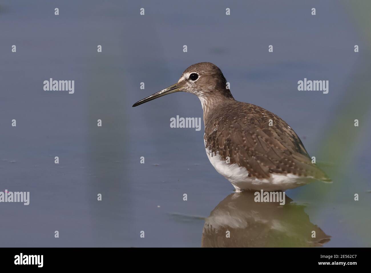 Green sandpiper flight hi-res stock photography and images - Alamy