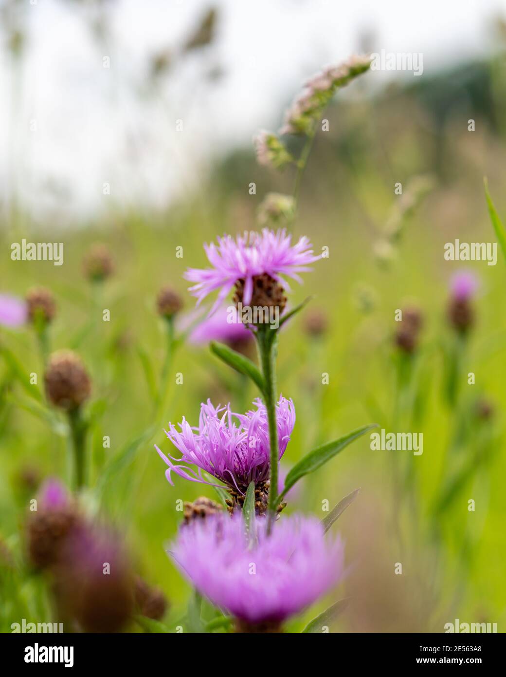 A beautiful cornflower of light purple color Stock Photo - Alamy