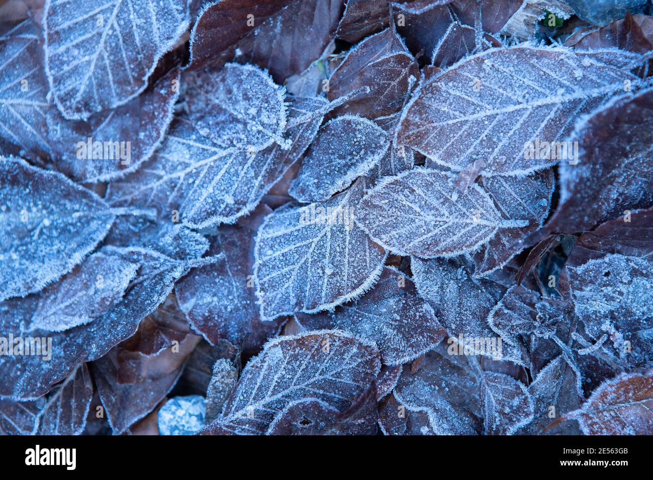 Autumn leaves in first early frost. Winter background Stock Photo - Alamy