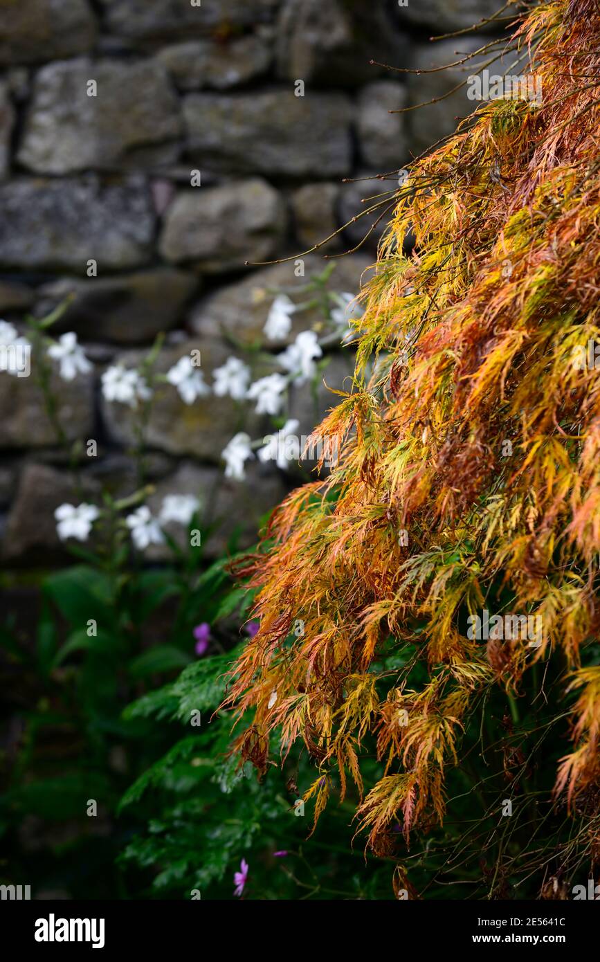 Acer palmatum var dissectum,autumn leaves,autumn foliage,turn,turning ...