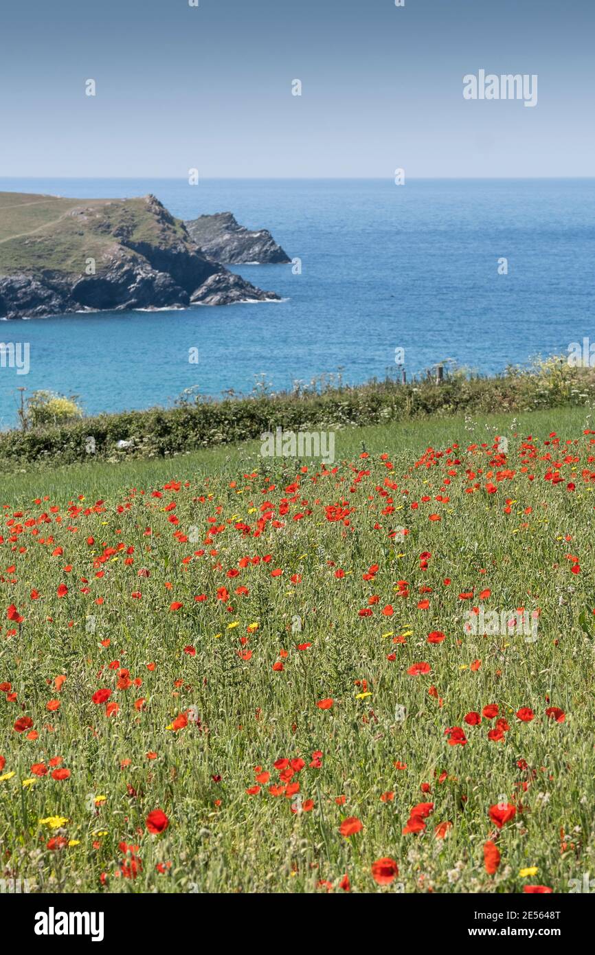 The spectacular sight of Common Poppies Papaver rhoeas growing in a ...