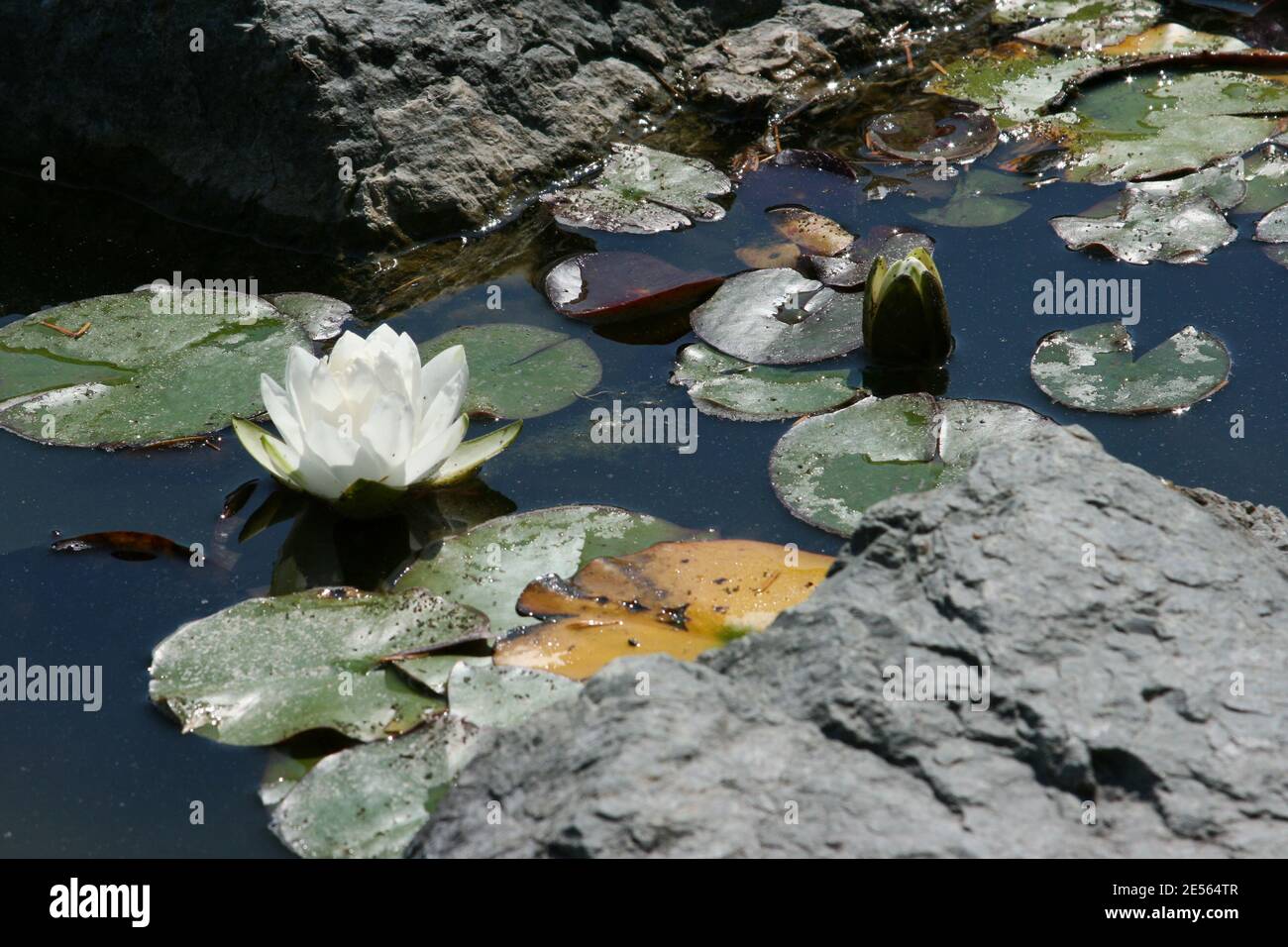 Lotus under tree hi-res stock photography and images - Alamy