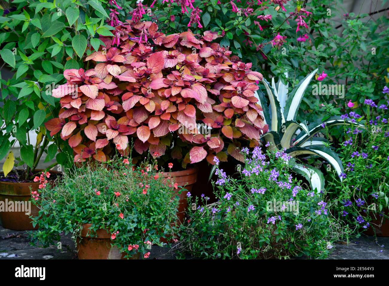 Coleus Campfire,Solenostemon scutellarioides Campfire,Agave americana ...